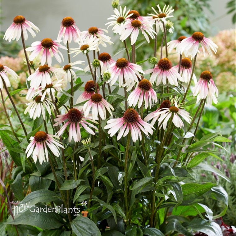 Pretty Parasols Coneflower | Bicolor Echinacea for Sun. New Garden Plants