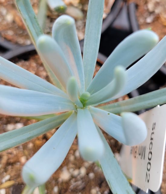 Senecio 'Mini Blue Chalksticks' Succulents - 3.5